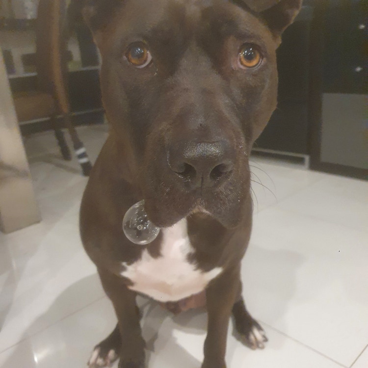 Share house Dianella, Perth | $260pw, 4+ bedroom house ...