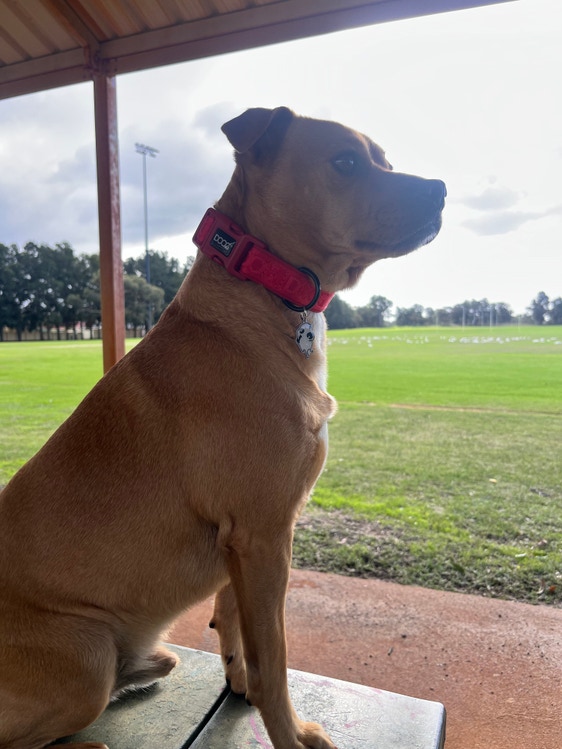 Kym, Woman (str), 36 to 40 yrs - Looking in Perth - Inner ...