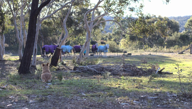 Share house Peats Ridge, Central Coast | $220pw, 4+ bedroom house ...