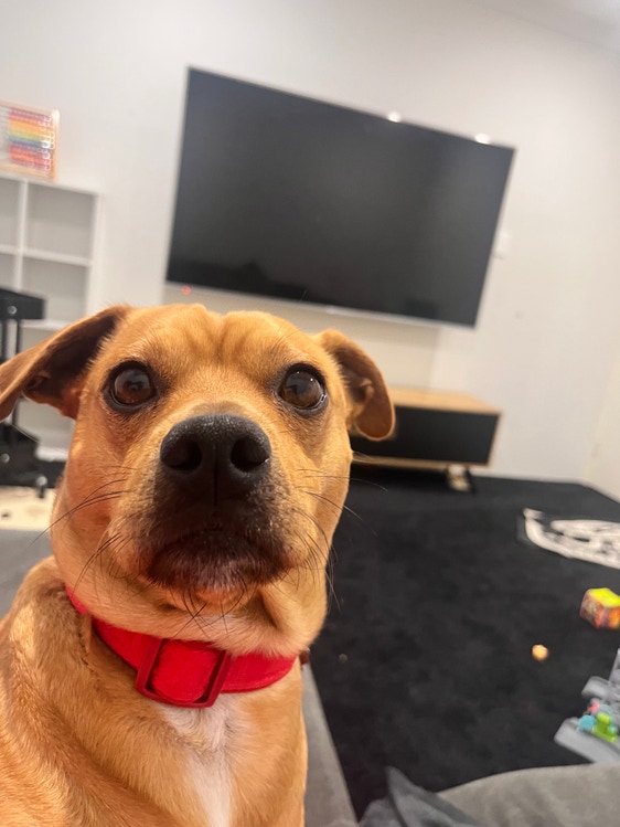 Kym, Woman (str), 36 to 40 yrs - Looking in Perth - Inner ...