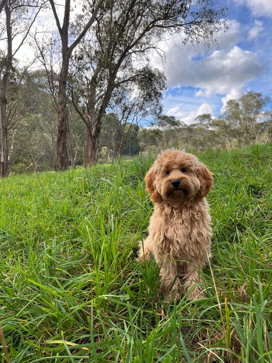 Share house Phillip, Canberra and ACT | $280pw, 2 bedroom apartment ...