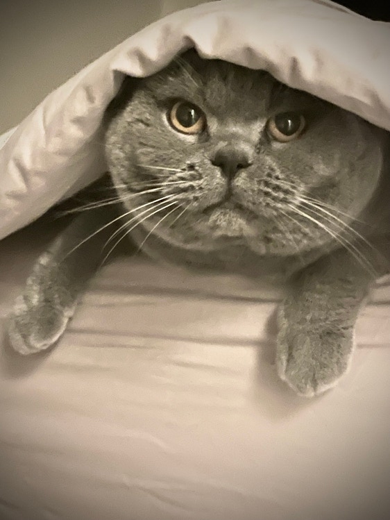 Share house Peppermint Grove, Perth | $425pw, 4+ bedroom house ...